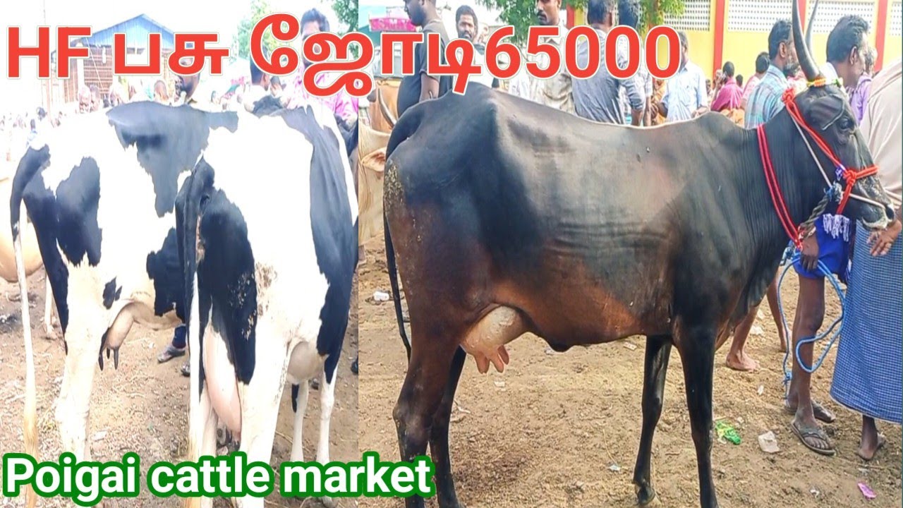 பொய்கை சந்தை,27000 முதல் பசு மாடு கிடைக்கும்|kamalam pasu,nattu pasu ...