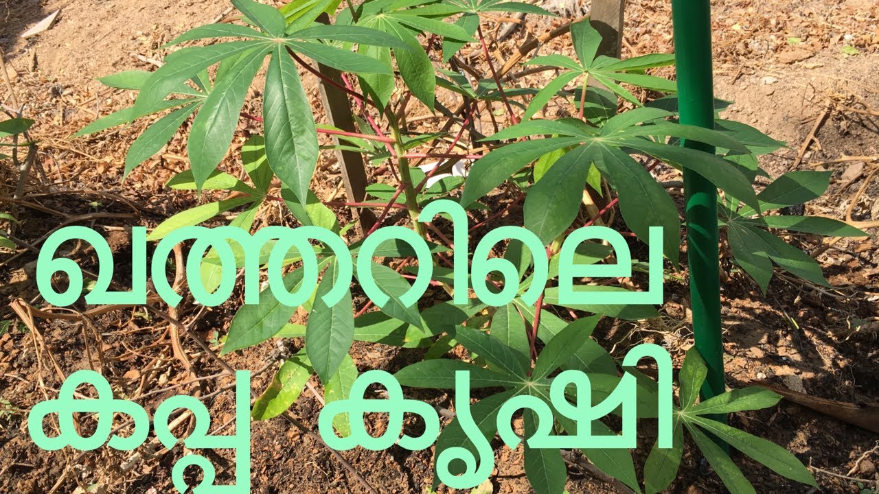How To Grow Tapioca Malayalam/അടുക്കള തോട്ടത്തിലെ കപ്പ കൃഷി 😃ഓർഗാനിക് ...