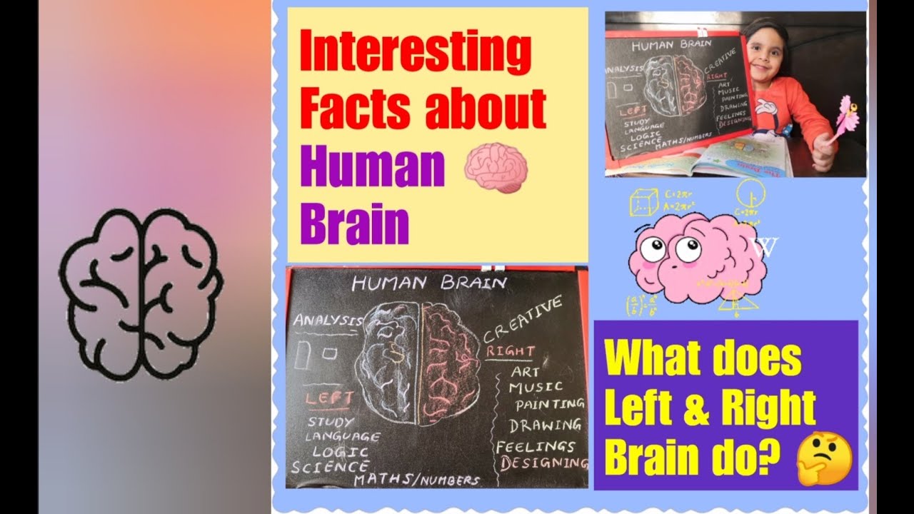 Left Brain vs Right Brain? Which part of the Brain are you using ...