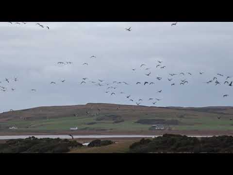 Greylag Geese birds arriving in October ex Iceland for winter stay ...