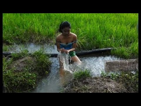 Wow!Amazing Beautiful girl fishing Cambodia Traditional fishing How to fishing at Cambodia
