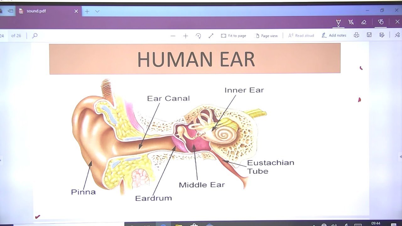 HUMAN EAR - YouTube