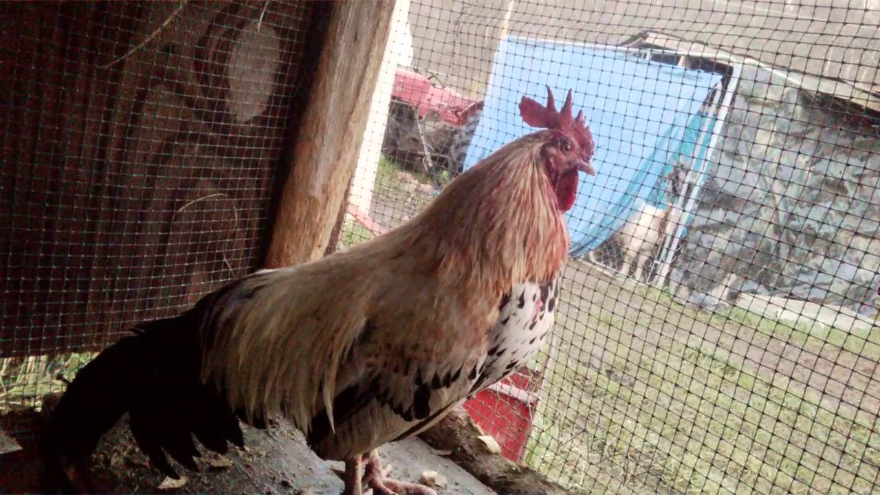 banti rooster crowing - YouTube