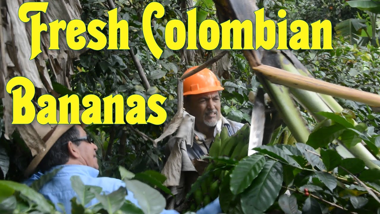 Fresh Colombian Bananas cut from the tree - YouTube