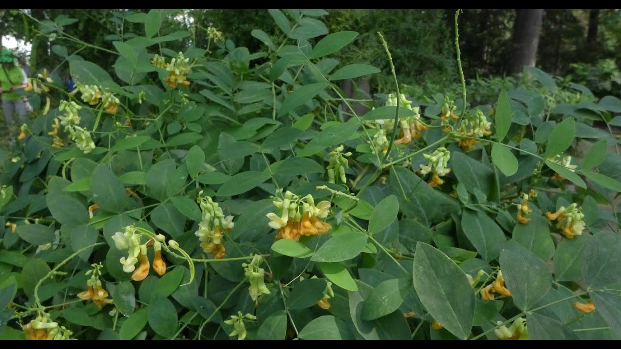 A0254 #활량나물 [학명] #Lathyrus davidii [영어명] #David_vetchling [약효] #강장, #이뇨 ...