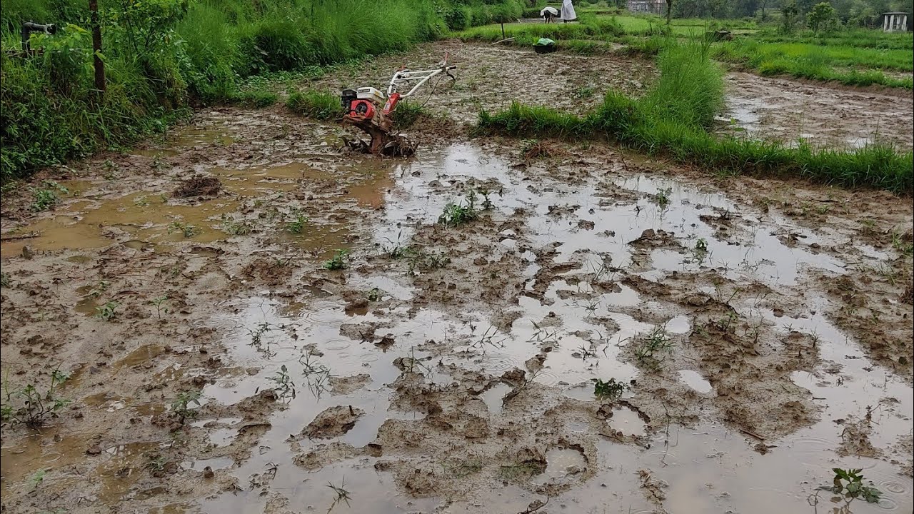 Power Tiller Working Video In Paddy Field/Pudding Wheel - YouTube