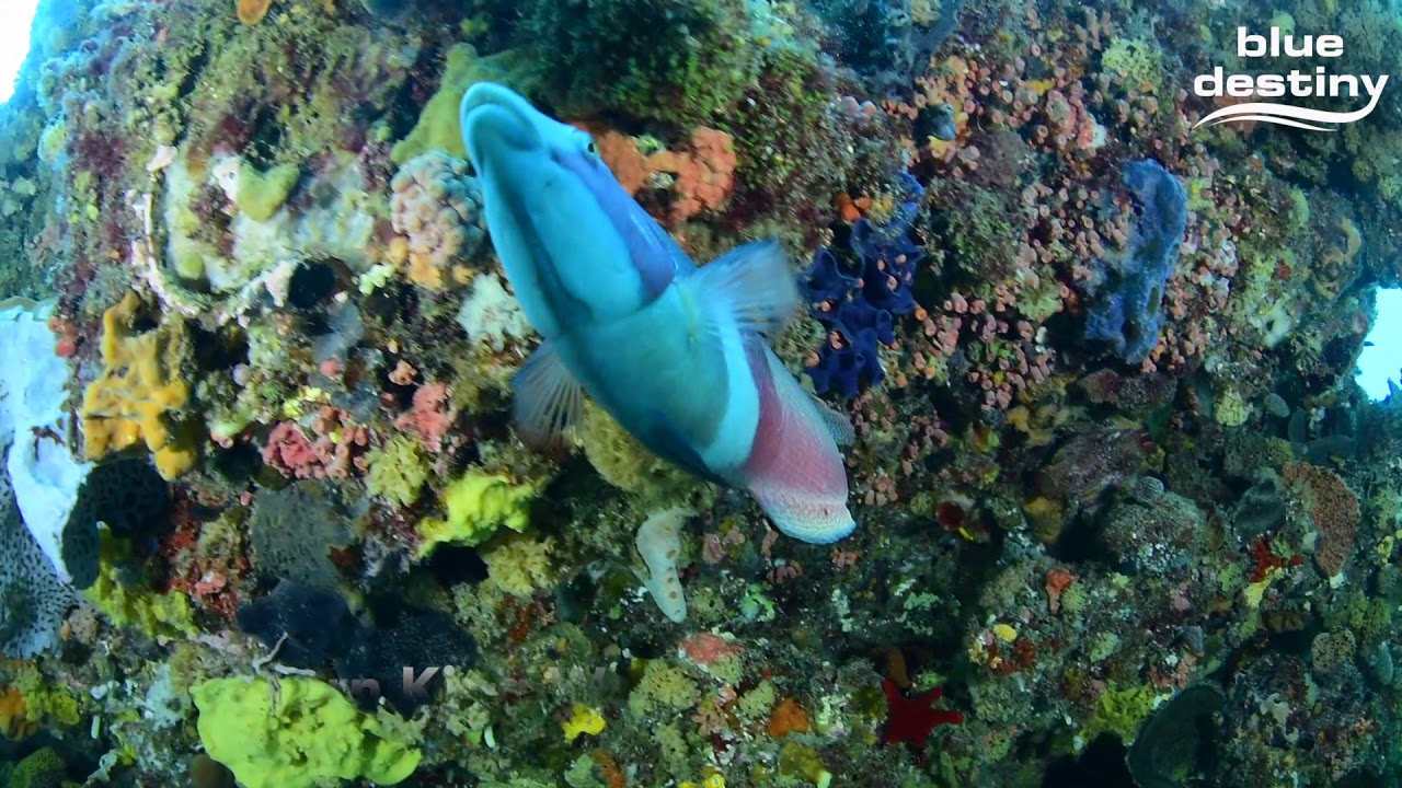 Kingston Spit dive site Rottnest Island - YouTube