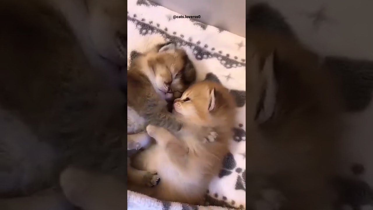 Cute kitten couple 😍🥰 - YouTube