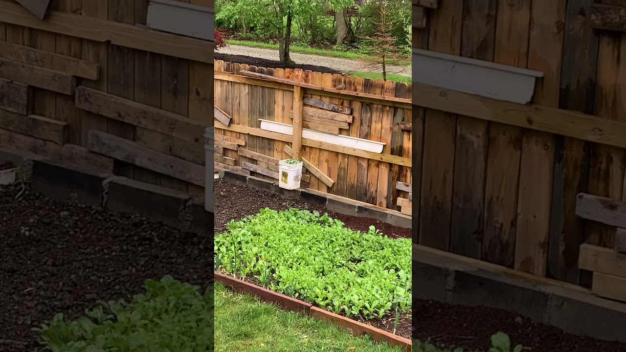 Bik Katwal, vegetable - YouTube