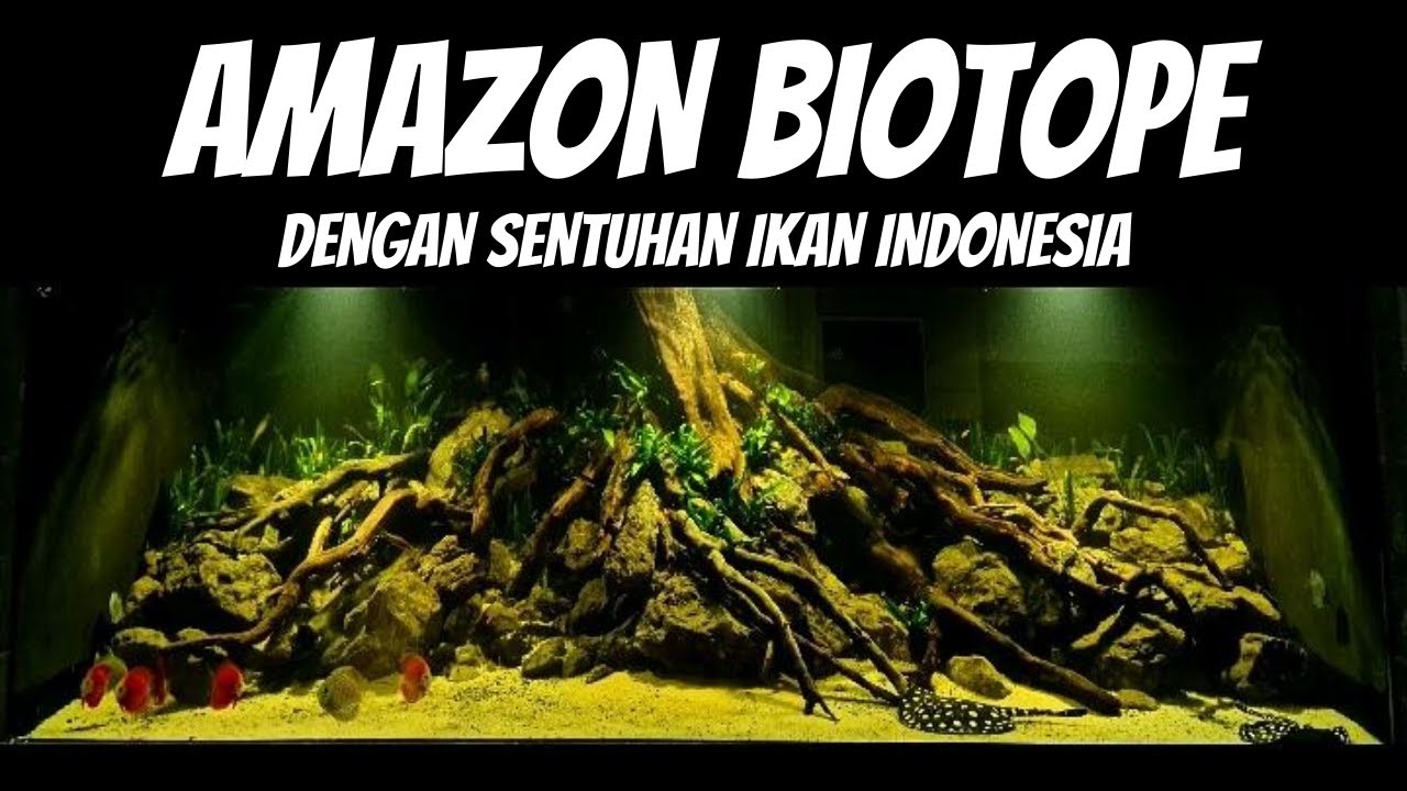 INSPIRASI DESAIN AQUASCAPE UNTUK IKAN PREDATOR, TEMA BIOTOPE AMAZON ...