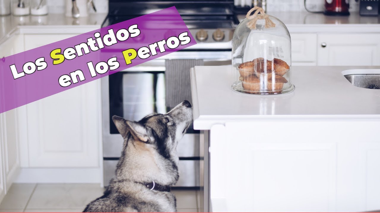 Los Sentidos en los Perros - YouTube