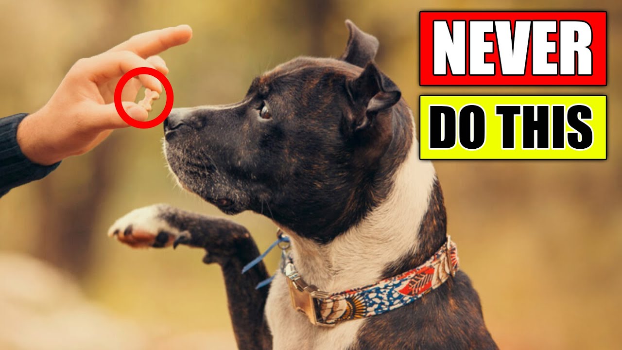 16 Dog Training Mistakes That Make Problems WORSE - YouTube