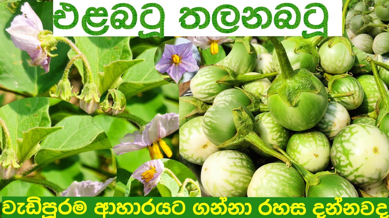එලබටූ අධික ලෙස ආහාරයට ගන්නා රහස් දන්නවාද | elabatu talanabatu - YouTube