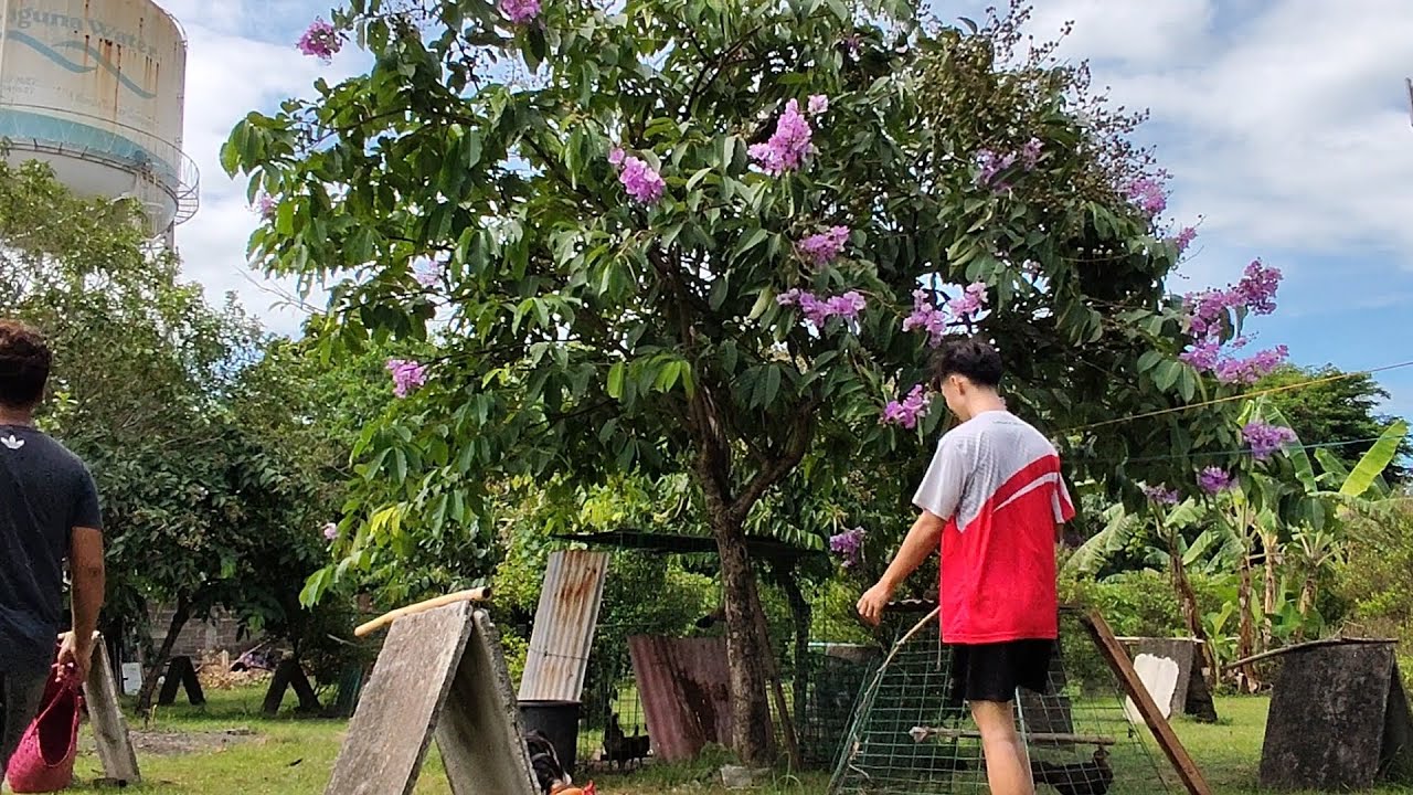 farm day//harvesting sweet duhat - YouTube