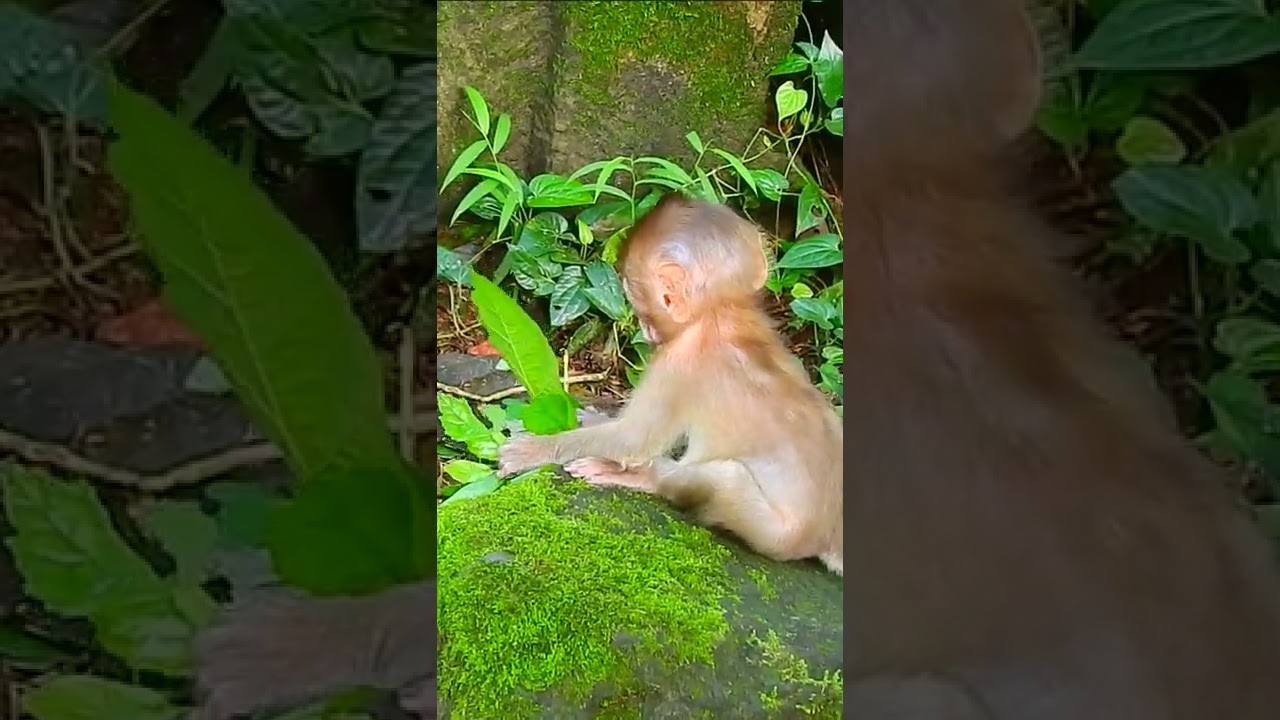 Short, monkey videos short, short monkey 68 - YouTube