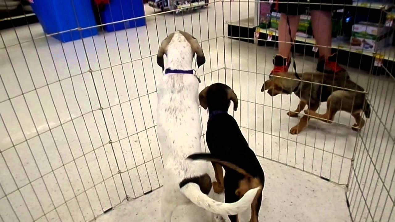 Adopted Belle Rose, Ella, & Jasper - YouTube