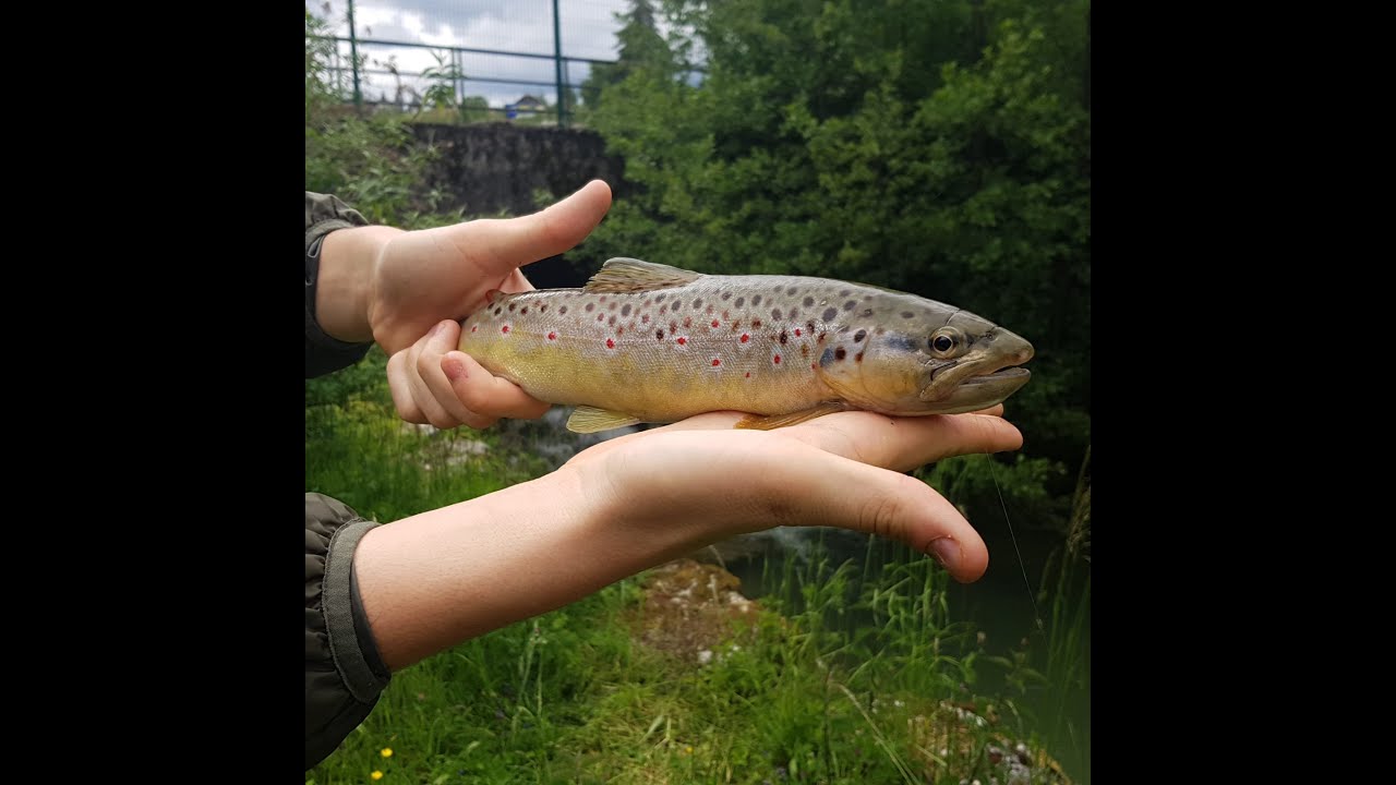 Pêche de la Truite au vers en rivière - YouTube