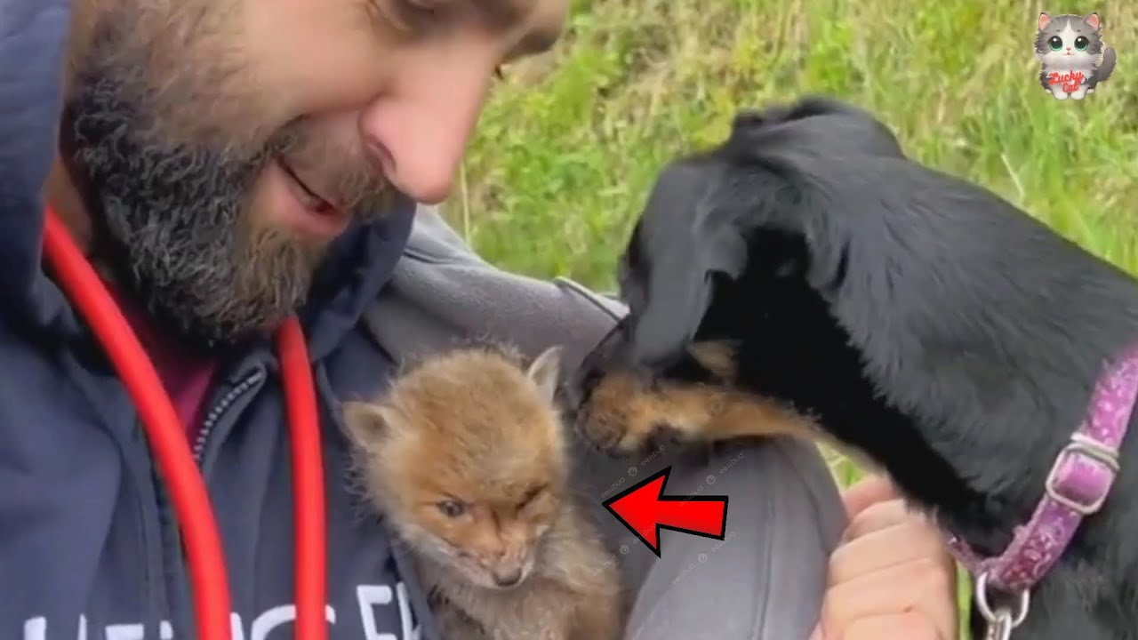 A Special Family Between Man and Fox: Helping an Abandoned Fox Cub in ...