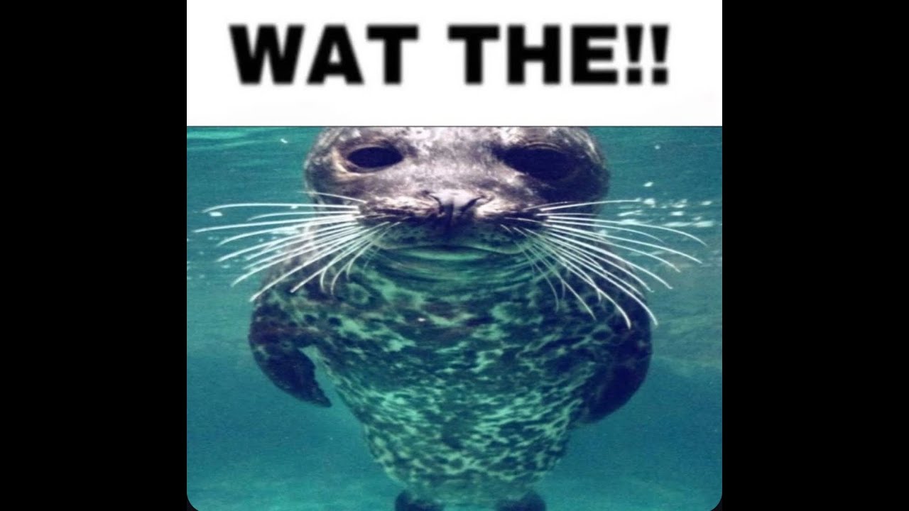 streaming! wahoo! yipee! - YouTube