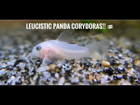 Leucistic Corydoras panda 🐼 - YouTube