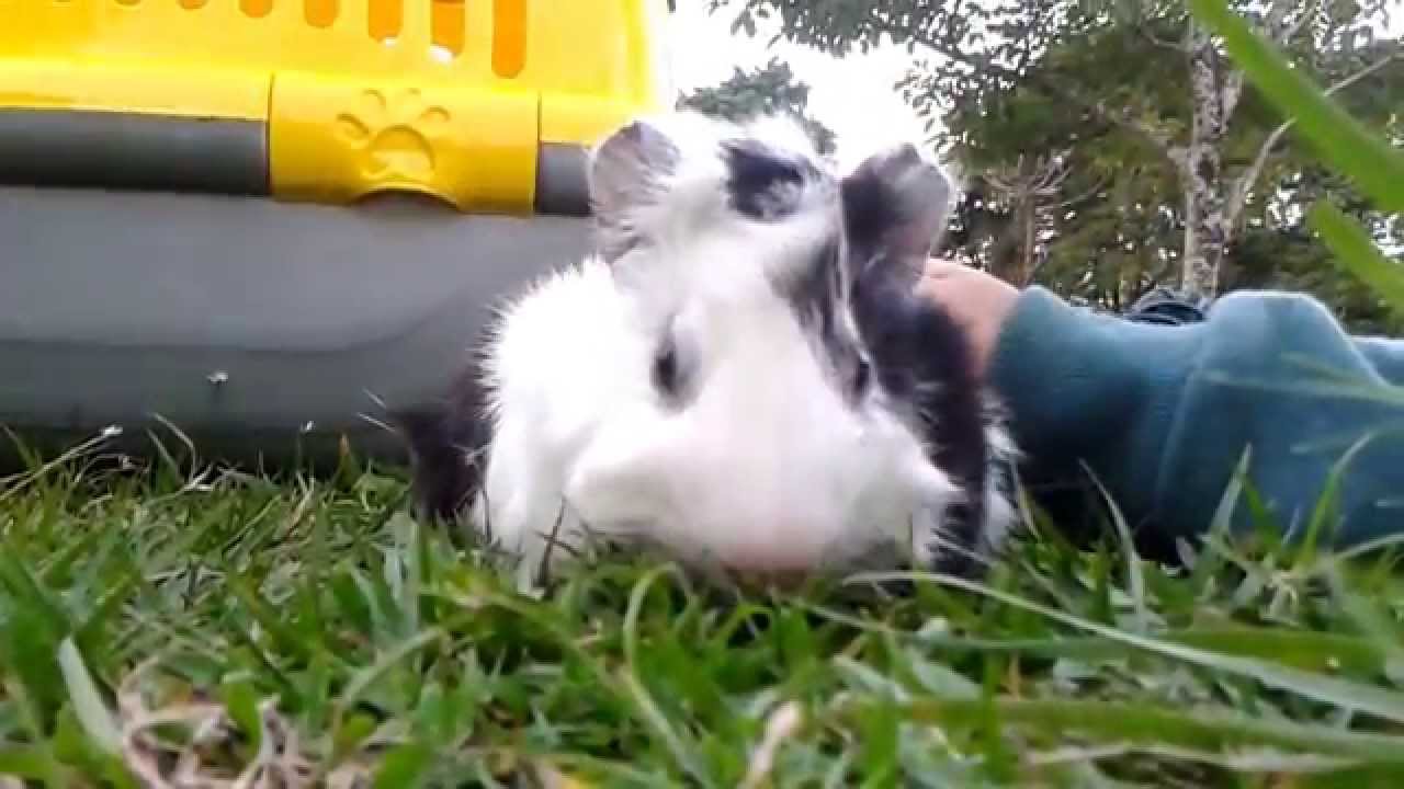 Rodolfo, the cutest guinea pig - YouTube