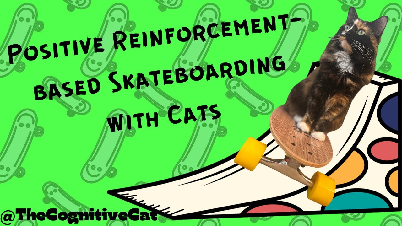 Positive reinforcement-based skateboarding with cats (initial shaping ...
