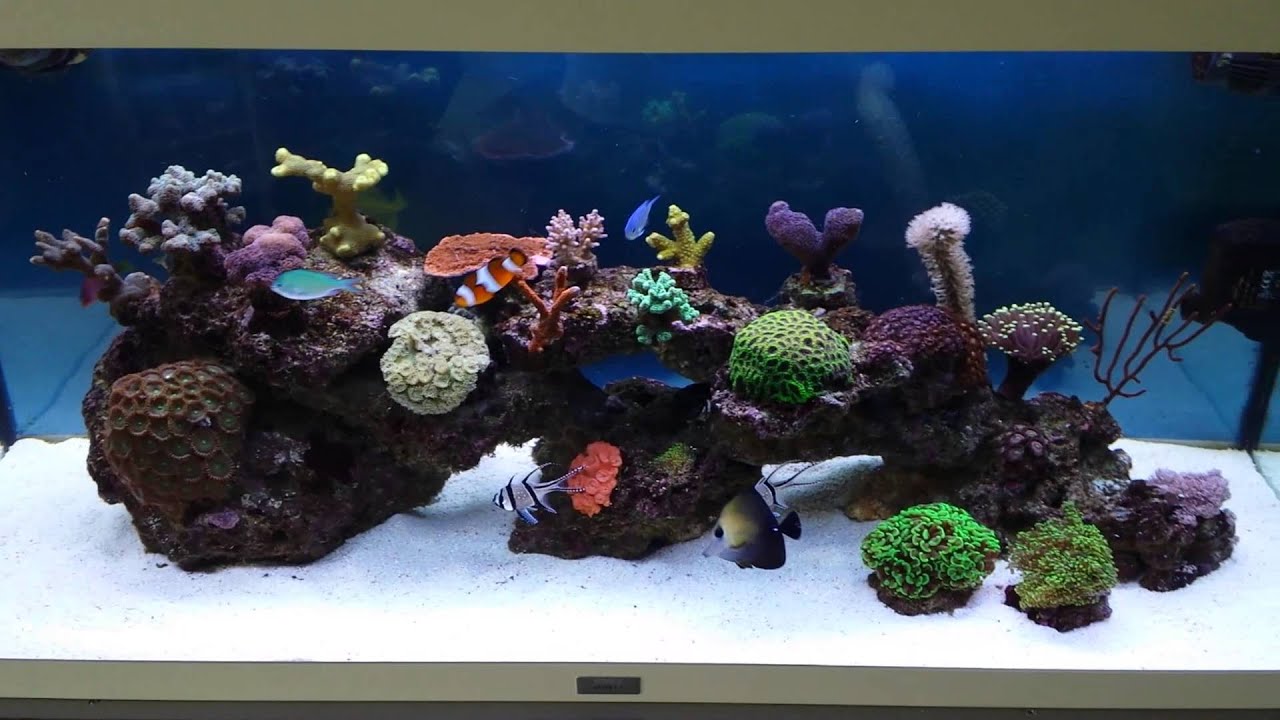 Juwel rio 180 marine - YouTube