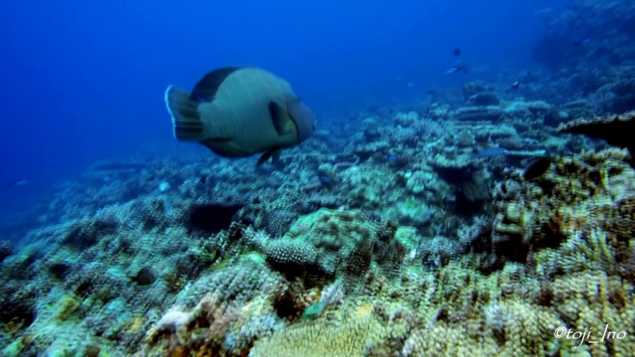 Blue tooth groper - Apo reef National Park (Underwater)_ May 2017 - YouTube