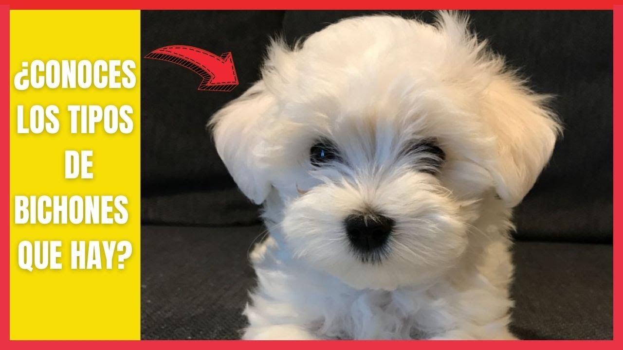 🚨¿Cuáles son los diferentes tipos de bichones que hay?🚨 - YouTube