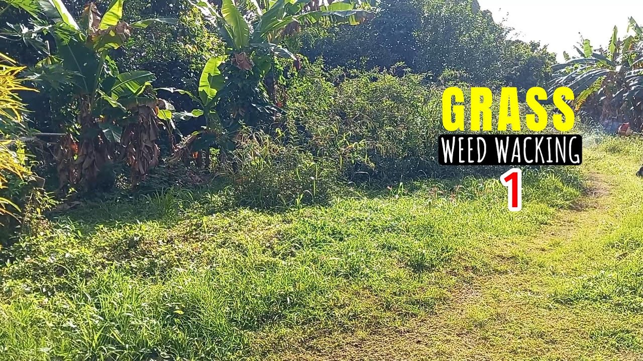 Weed Whacking The Yard Part I - YouTube