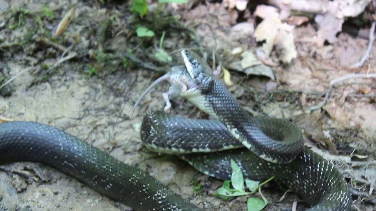 Black Rat Snake Swallowing a Mouse - YouTube