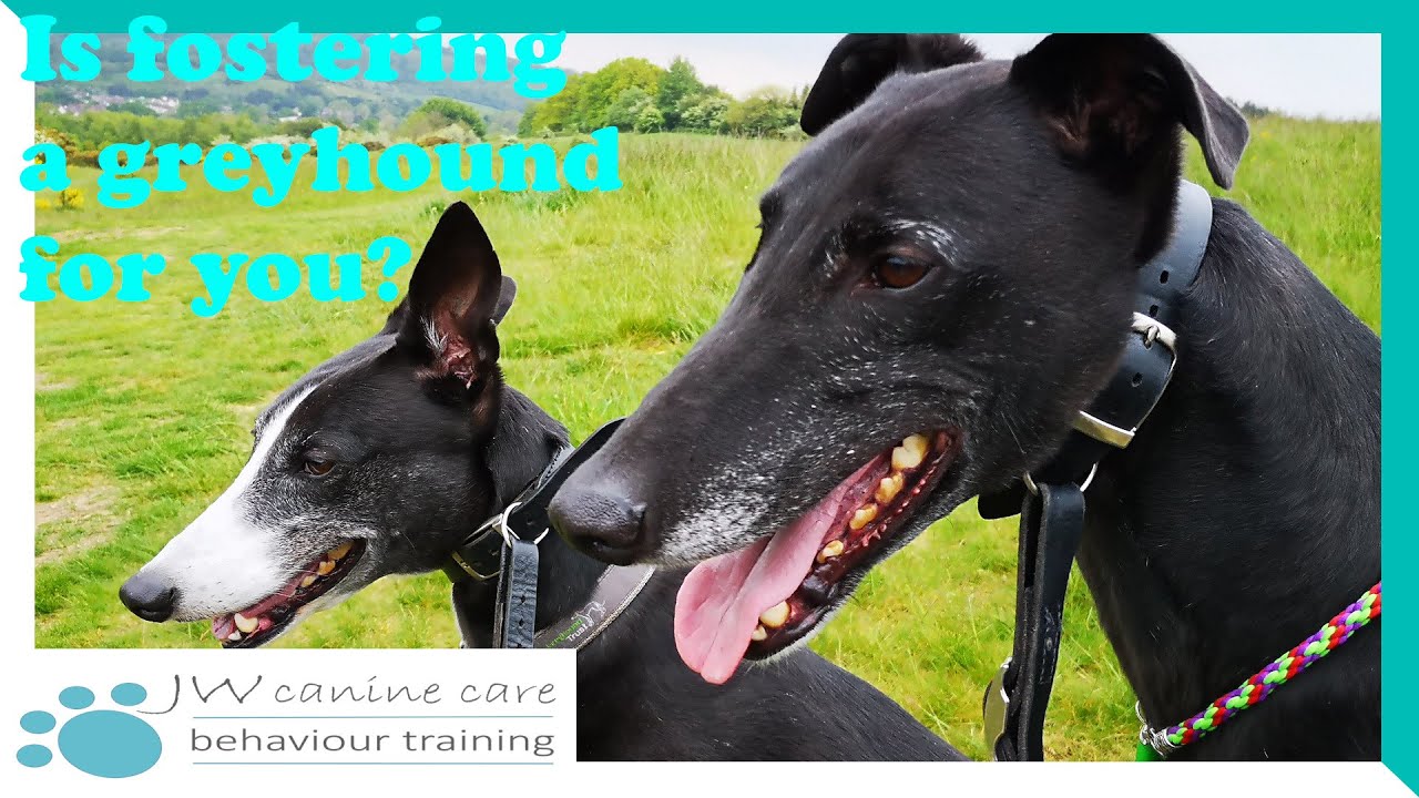 Thinking about fostering a greyhound? - YouTube