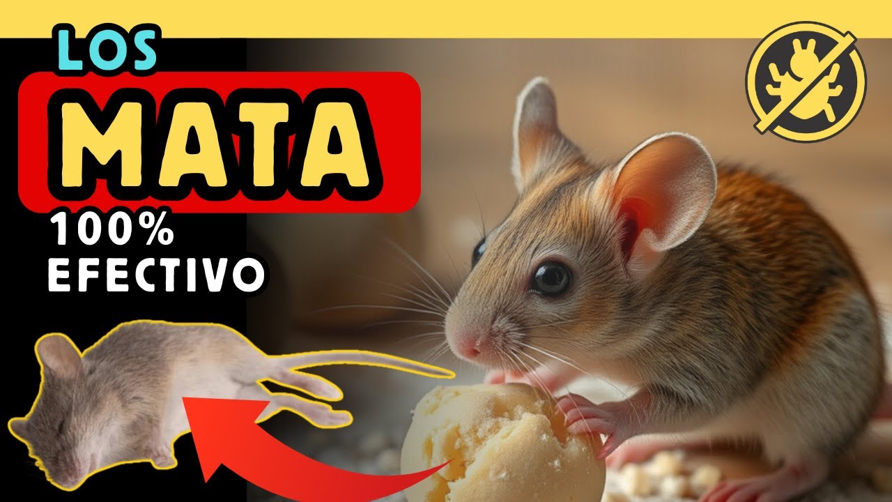 Veneno Casero para Eliminar Ratones 100% EFECTIVO - YouTube
