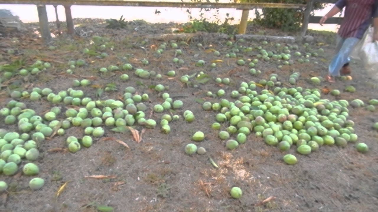 Mango Harvesting in Panama - YouTube