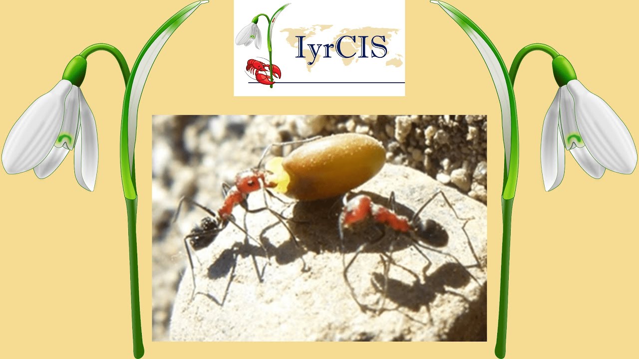 𝐒𝐞𝐞𝐝 𝐝𝐢𝐬𝐩𝐞𝐫𝐬𝐚𝐥 𝐛𝐲 𝐚𝐧𝐭𝐬: Importance in the invasion of alien species ...