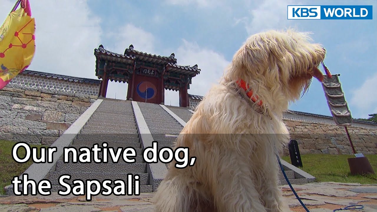 Our native dog, the Sapsali [Dogs are incredible : EP.129-1] | KBS ...