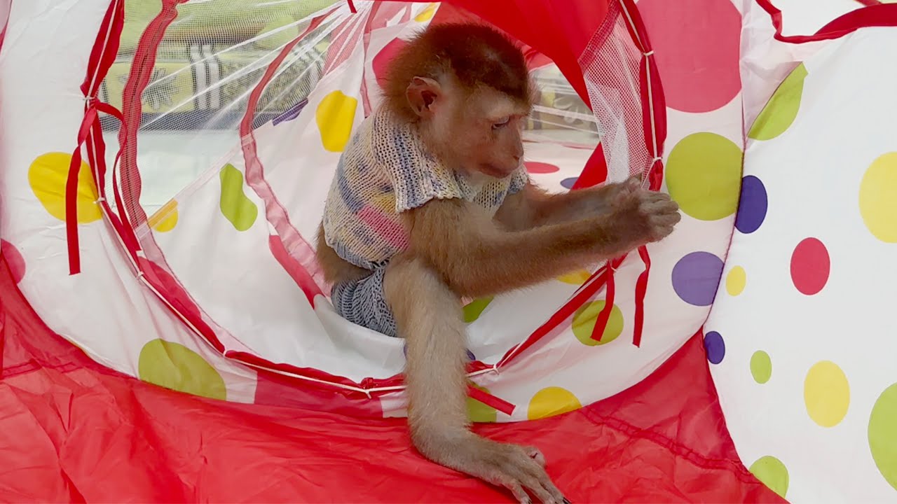 Monkey Sam discovers super cute toy tent - YouTube