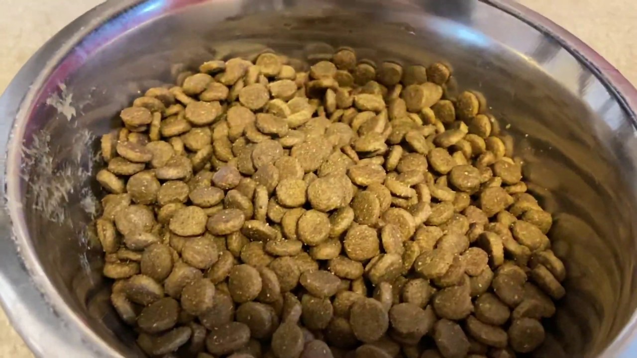 Dog Eating Kibble satisfying YouTube dog-eating-kibble-satisfying-youtube