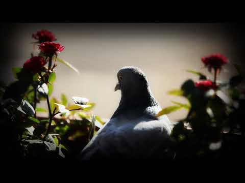 Aşk Kuşu, Aşktan Başka Yöne Gitmez - Mevlana Celaleddini Rumi [ks]