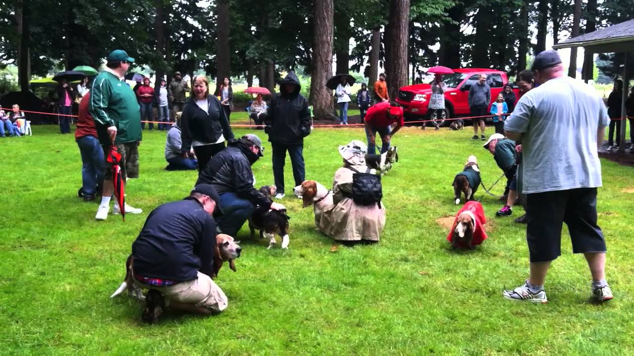 Oregon Basset Games 2011 -- Contest for Best Howl - YouTube