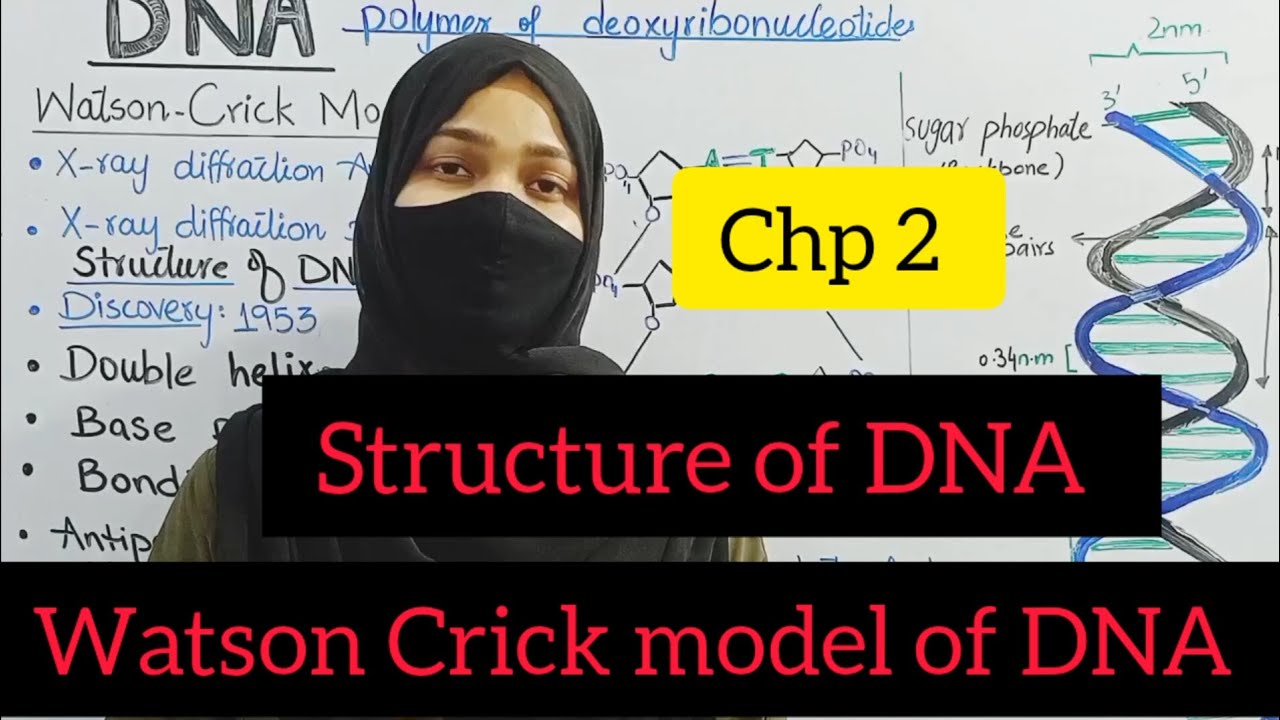 DNA | Watson Crick model of DNA|Structure of DNA - YouTube