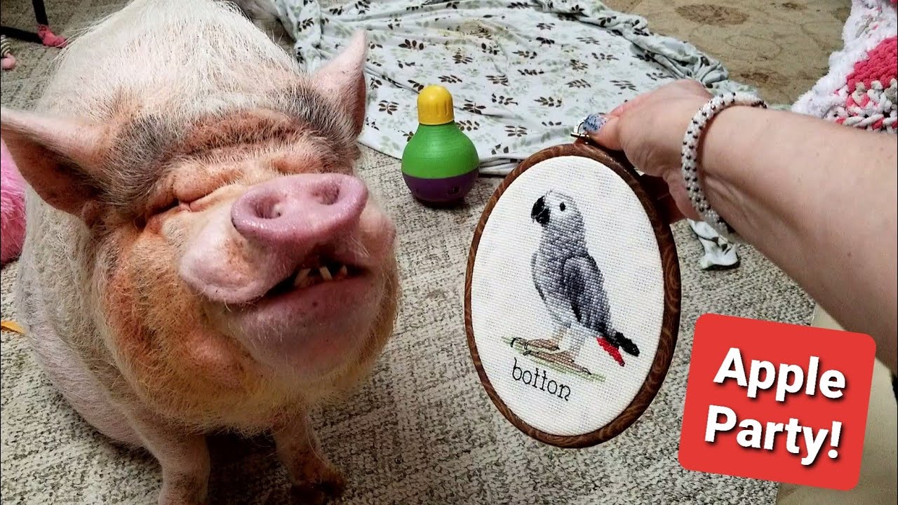 Mini Pig & Parrot Apple Party At The Sharyn Zoo | Thank You Aly - YouTube