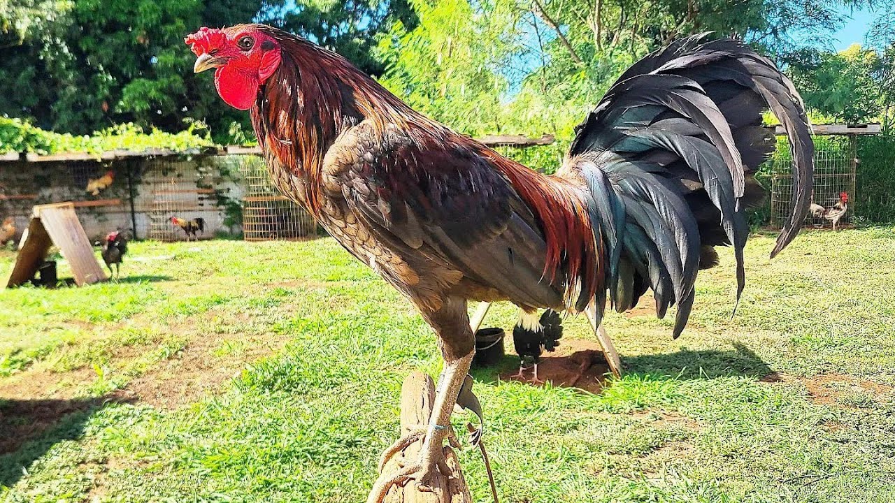 Rodney Robello Beautiful Quality Birds Robello Farm in Hawaii 🌴 - YouTube