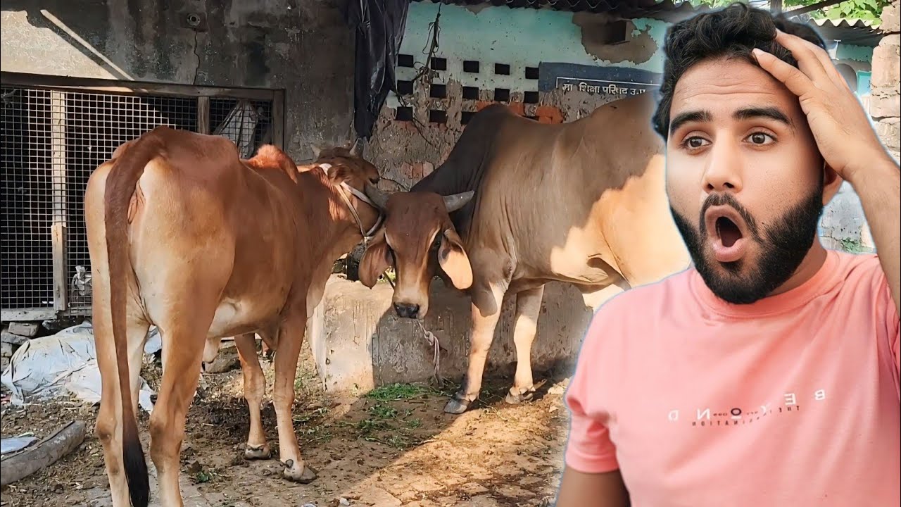 Ye Kon Ghus Gya Cow Ke Ghar Me - YouTube