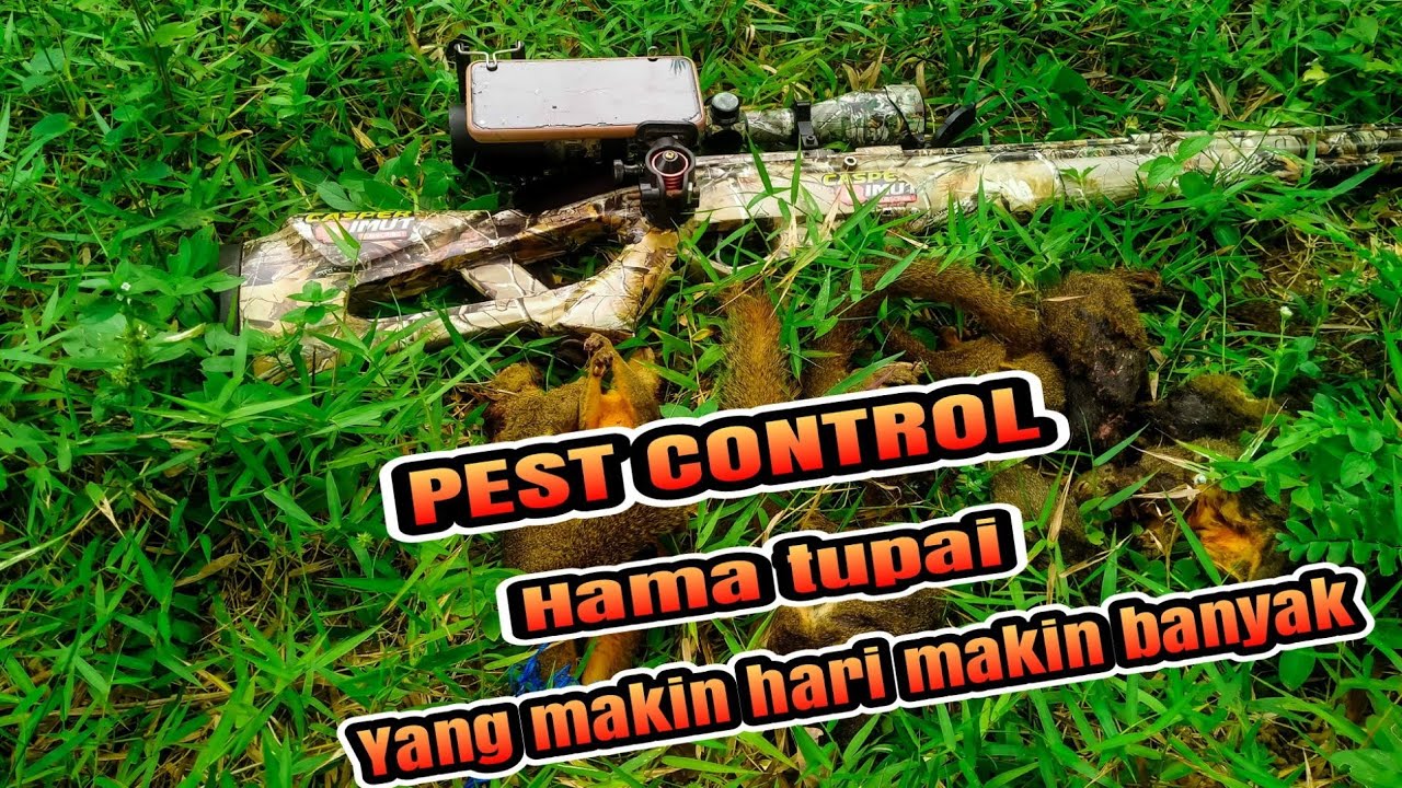Pest control hama tupai | yang tiap hari makin banyak | menggunakan ...