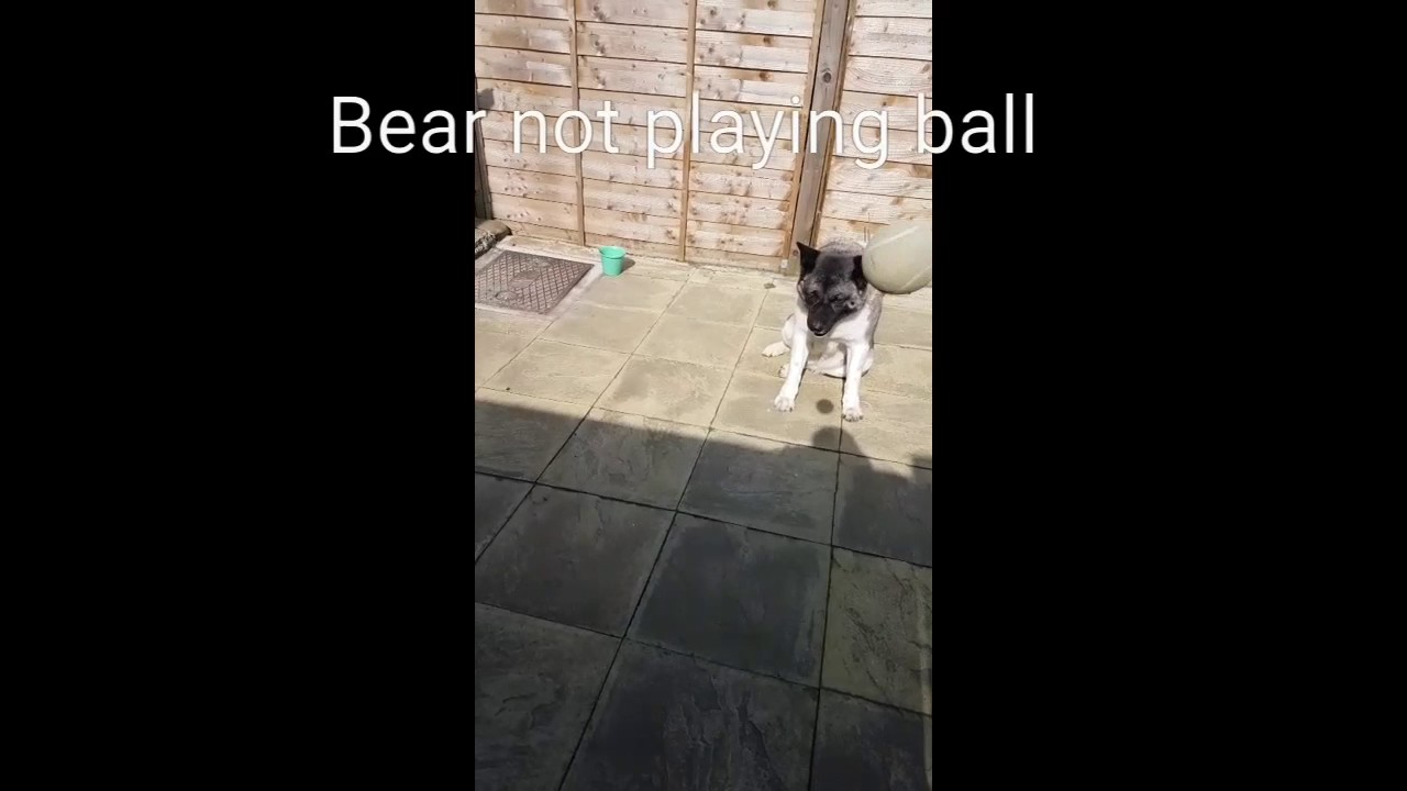 Akita not playing ball - YouTube