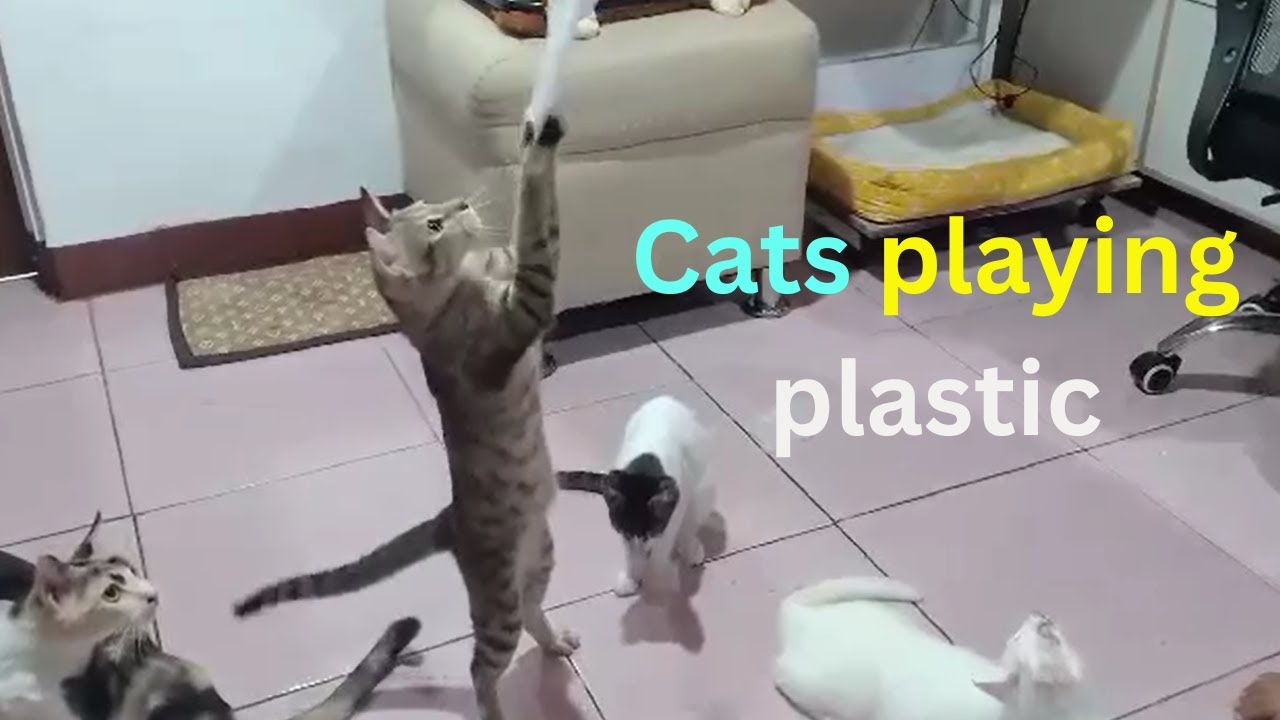 Cats playing plastic - YouTube