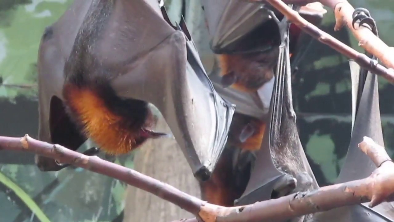 Large Flying-Fox grooming itself - YouTube
