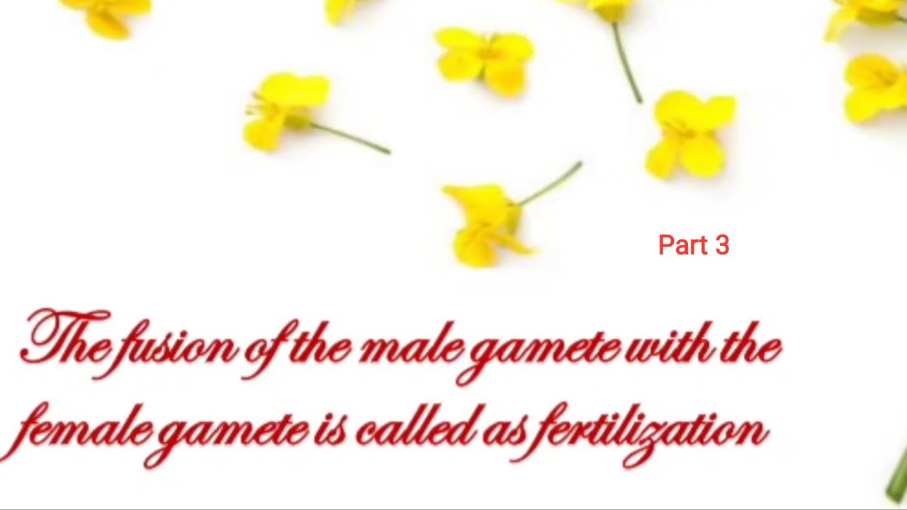 Fertilization in Plants | Standard 12 | Bio Botany | Lesson1 | Part3 ...
