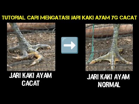 tutorial cara meluruskan jari kaki ayam yang cacat